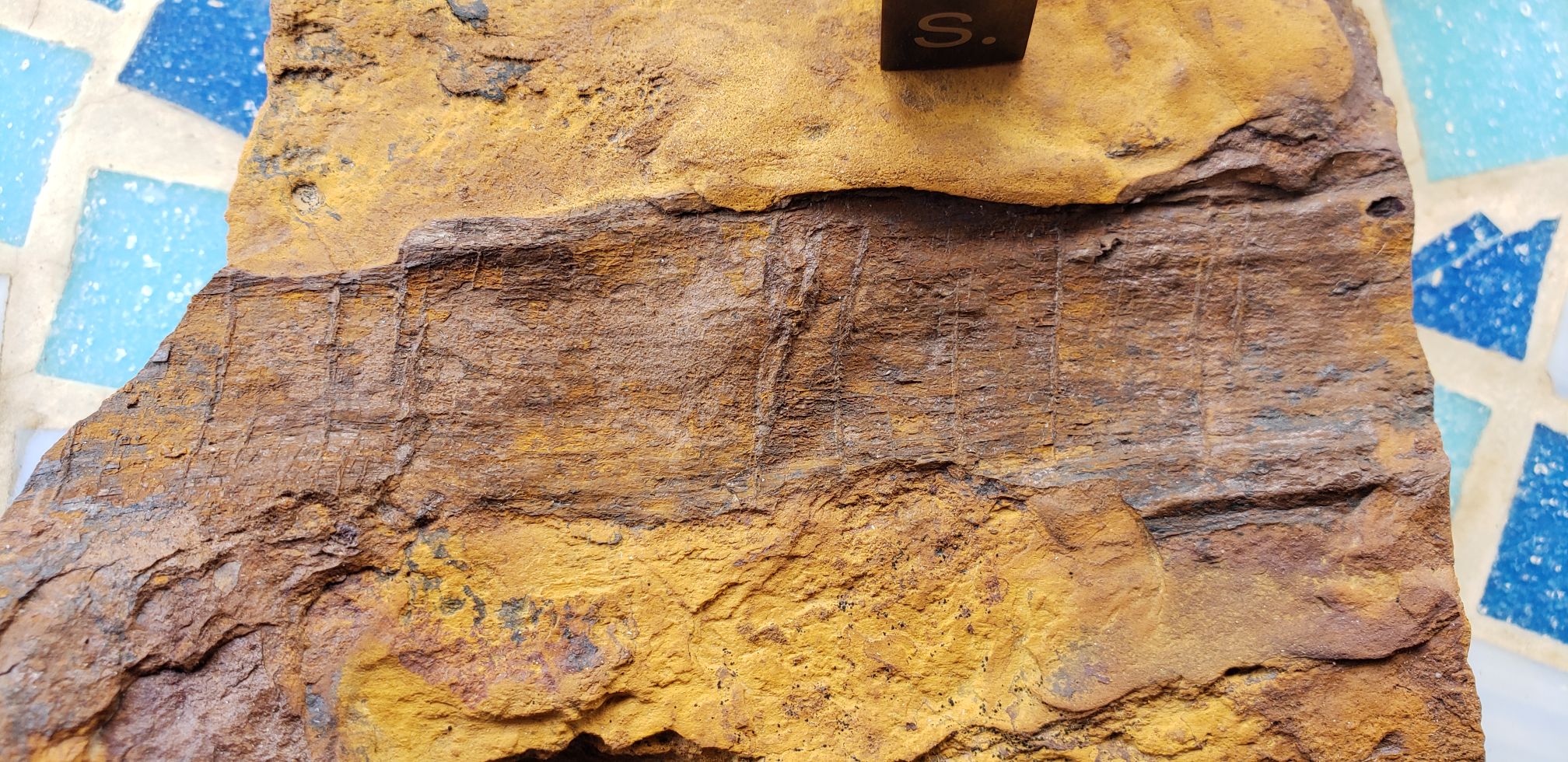 Tree limb? Bamboo? Reed? - Fossil ID - The Fossil Forum