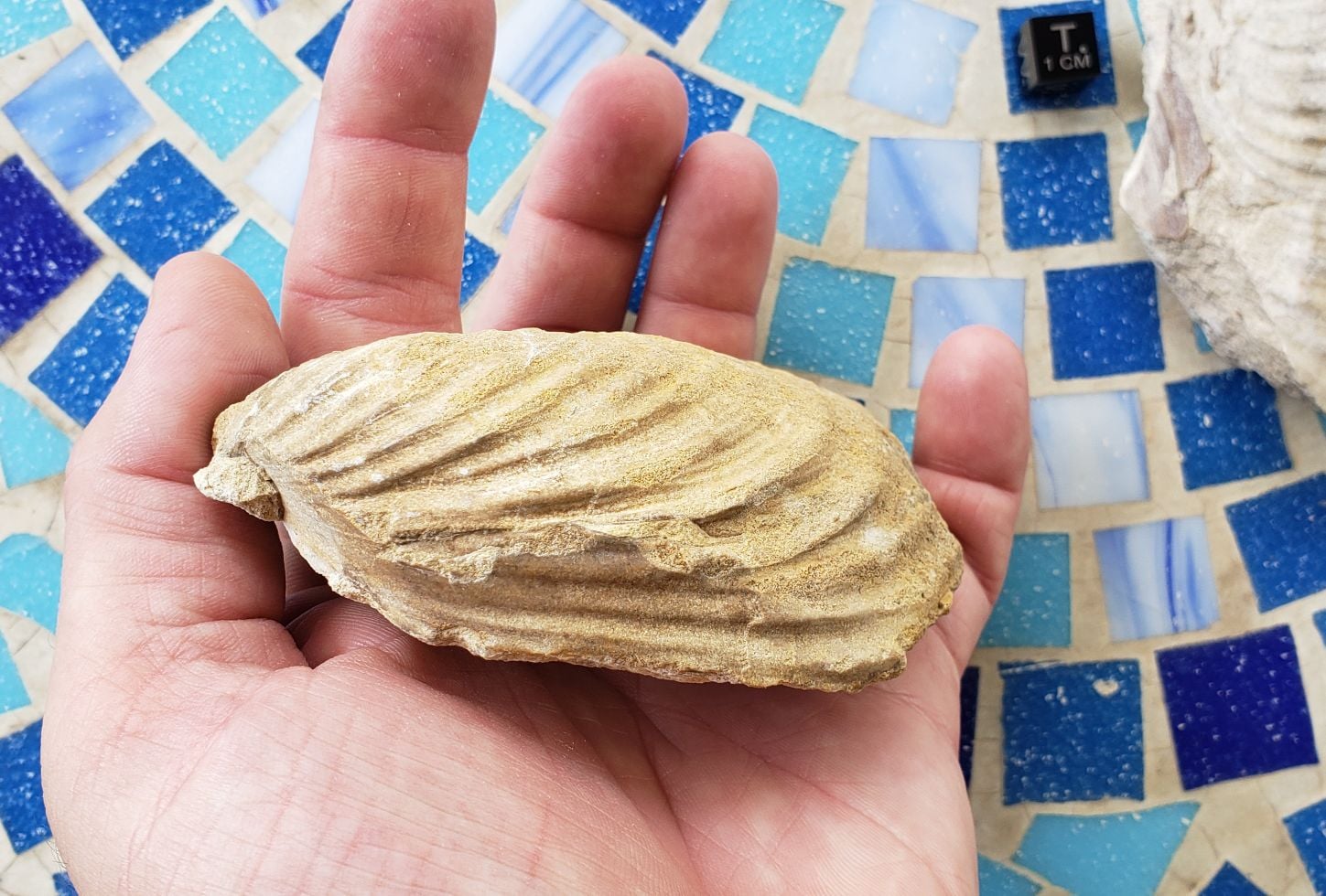 Trip to the Dakota Formation and Greenhorn Formation - Fossil Hunting ...