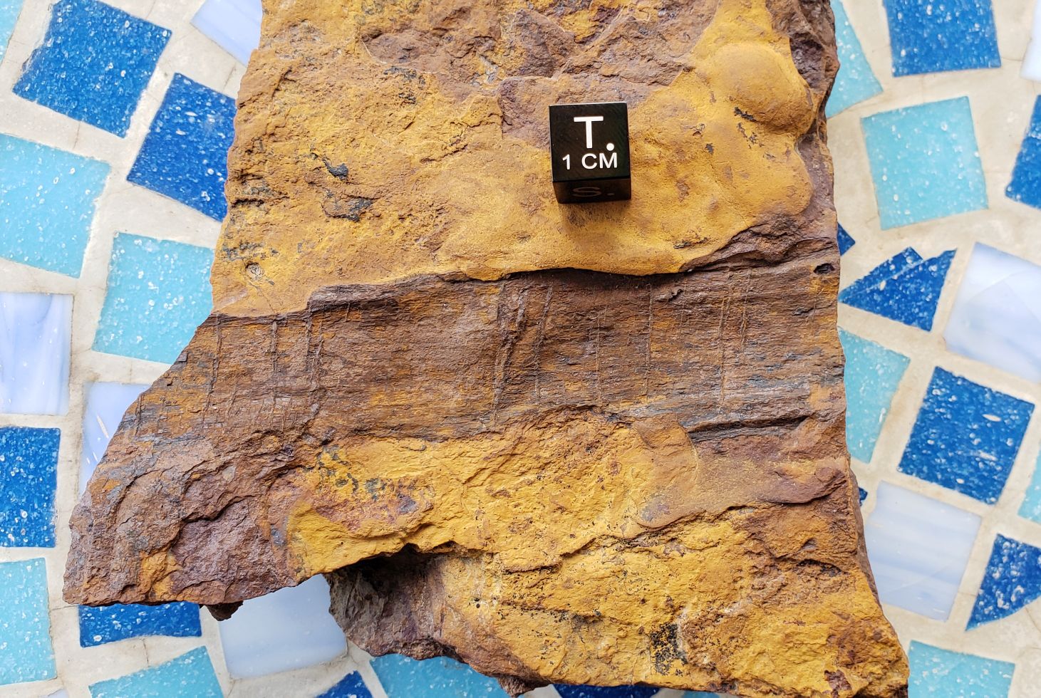 Tree limb? Bamboo? Reed? - Fossil ID - The Fossil Forum