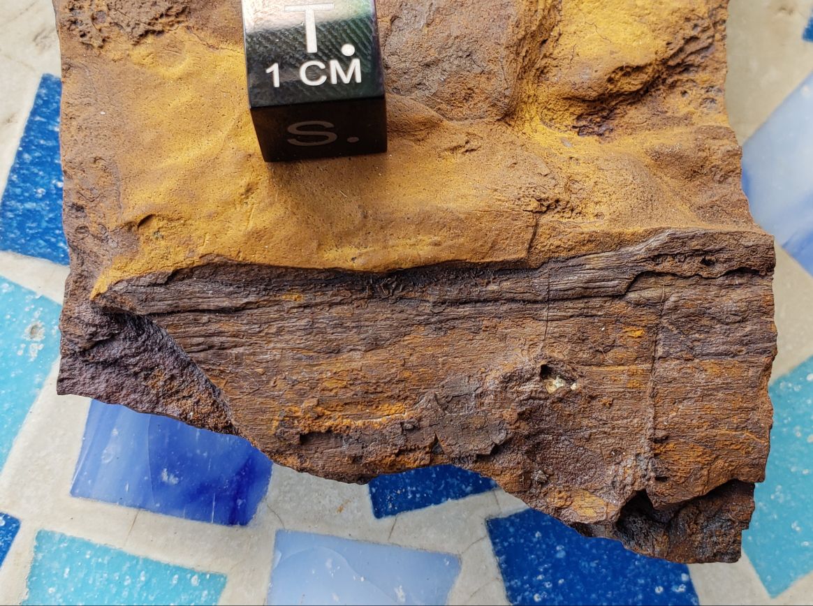 Tree limb? Bamboo? Reed? - Fossil ID - The Fossil Forum