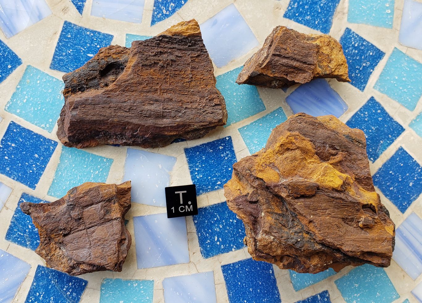 Trip to the Dakota Formation and Greenhorn Formation - Fossil Hunting ...