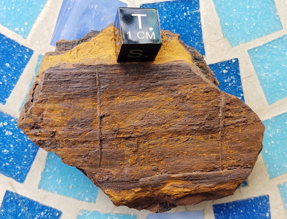 Tree limb? Bamboo? Reed? - Fossil ID - The Fossil Forum