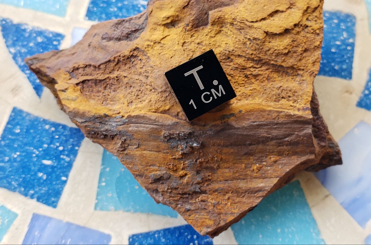 Tree limb? Bamboo? Reed? - Fossil ID - The Fossil Forum