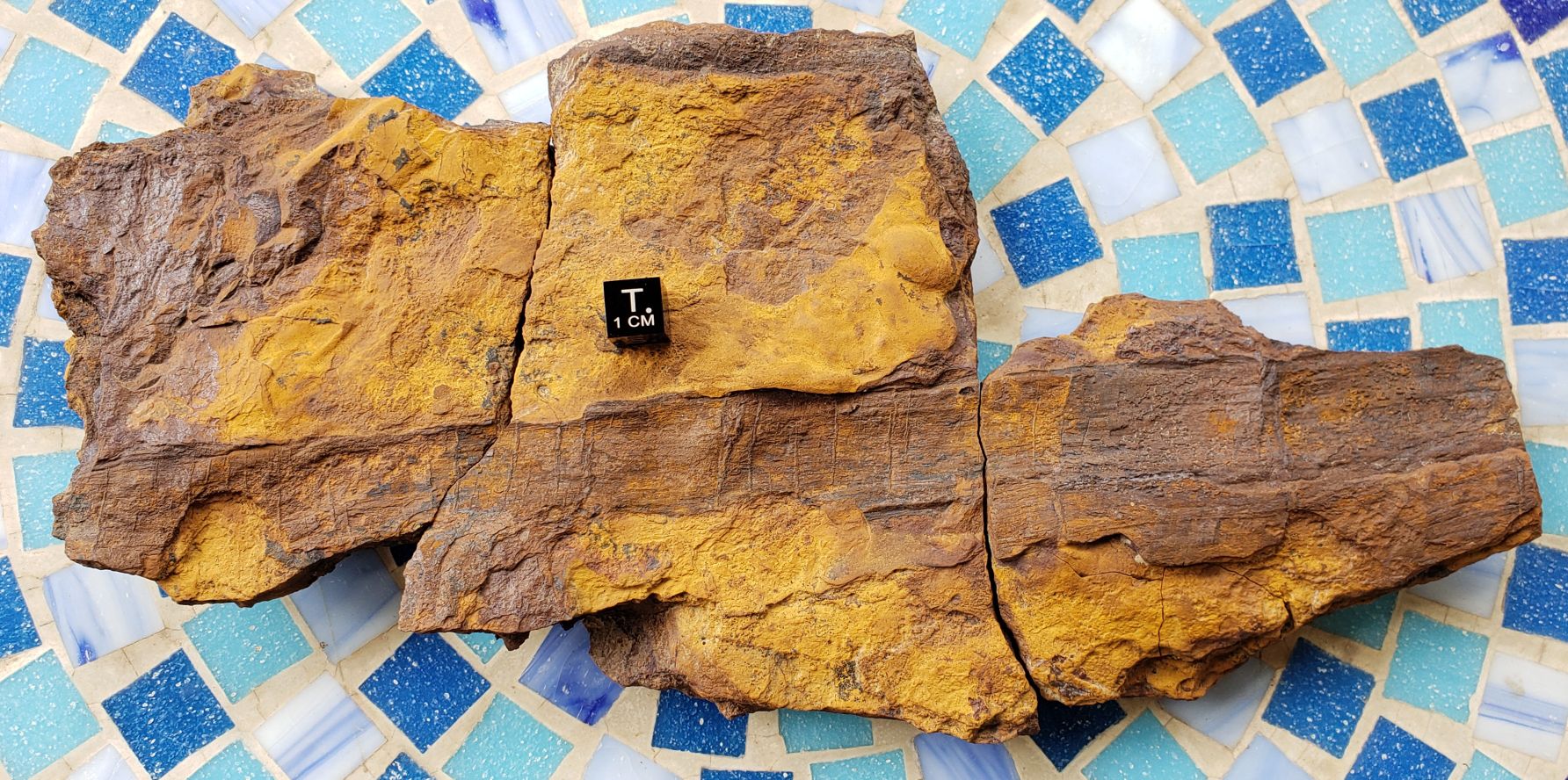 Tree limb? Bamboo? Reed? - Fossil ID - The Fossil Forum