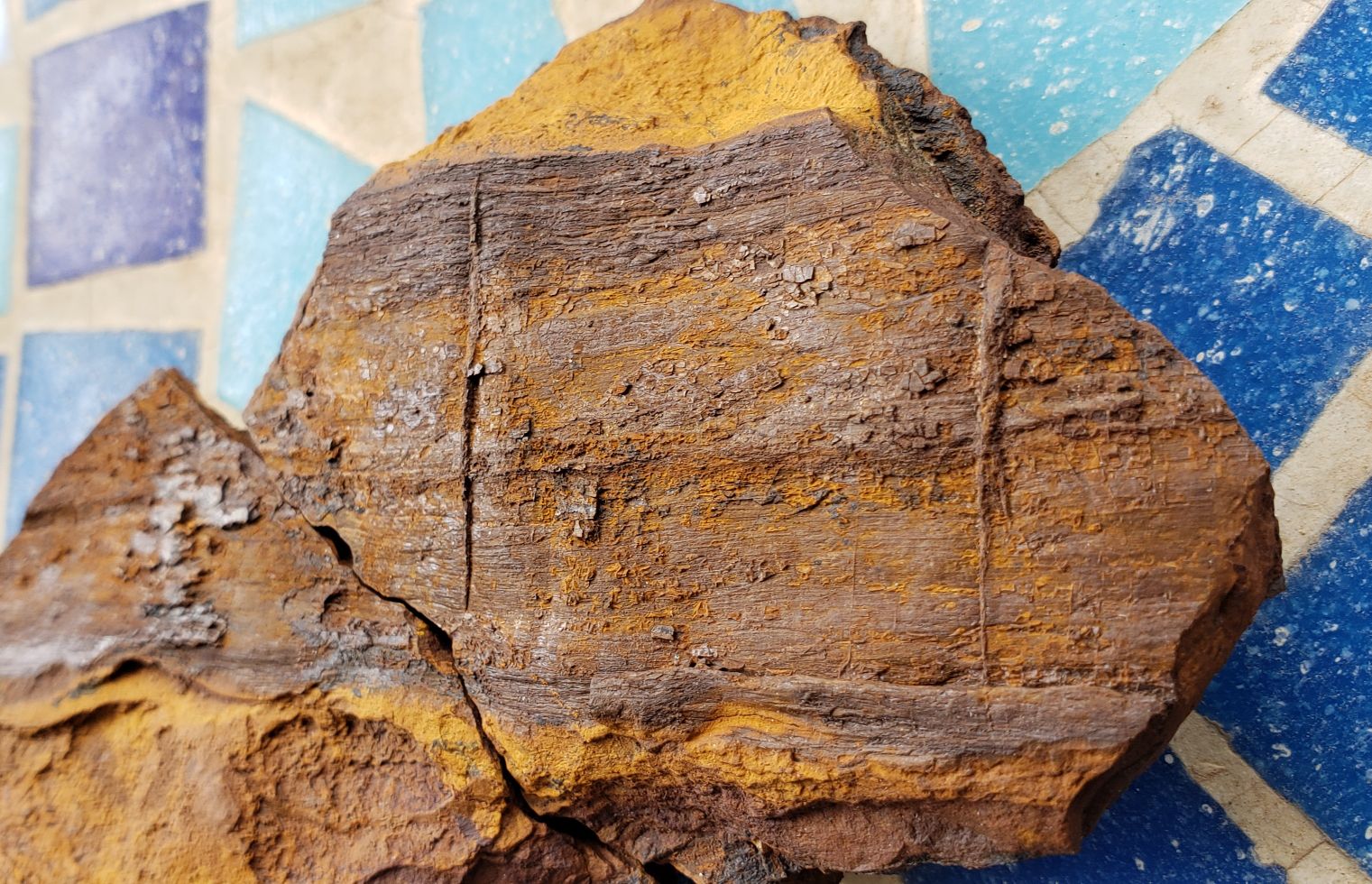Tree limb? Bamboo? Reed? - Fossil ID - The Fossil Forum