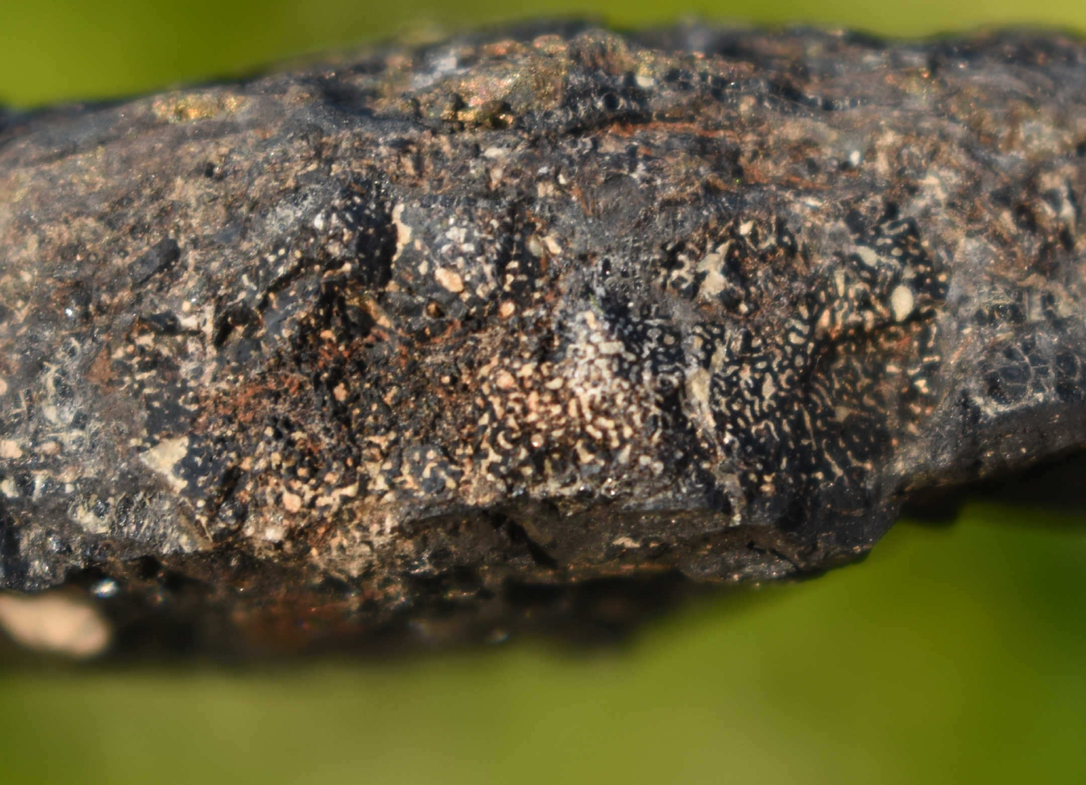Unknown Carboniferous bone - Fossil ID - The Fossil Forum