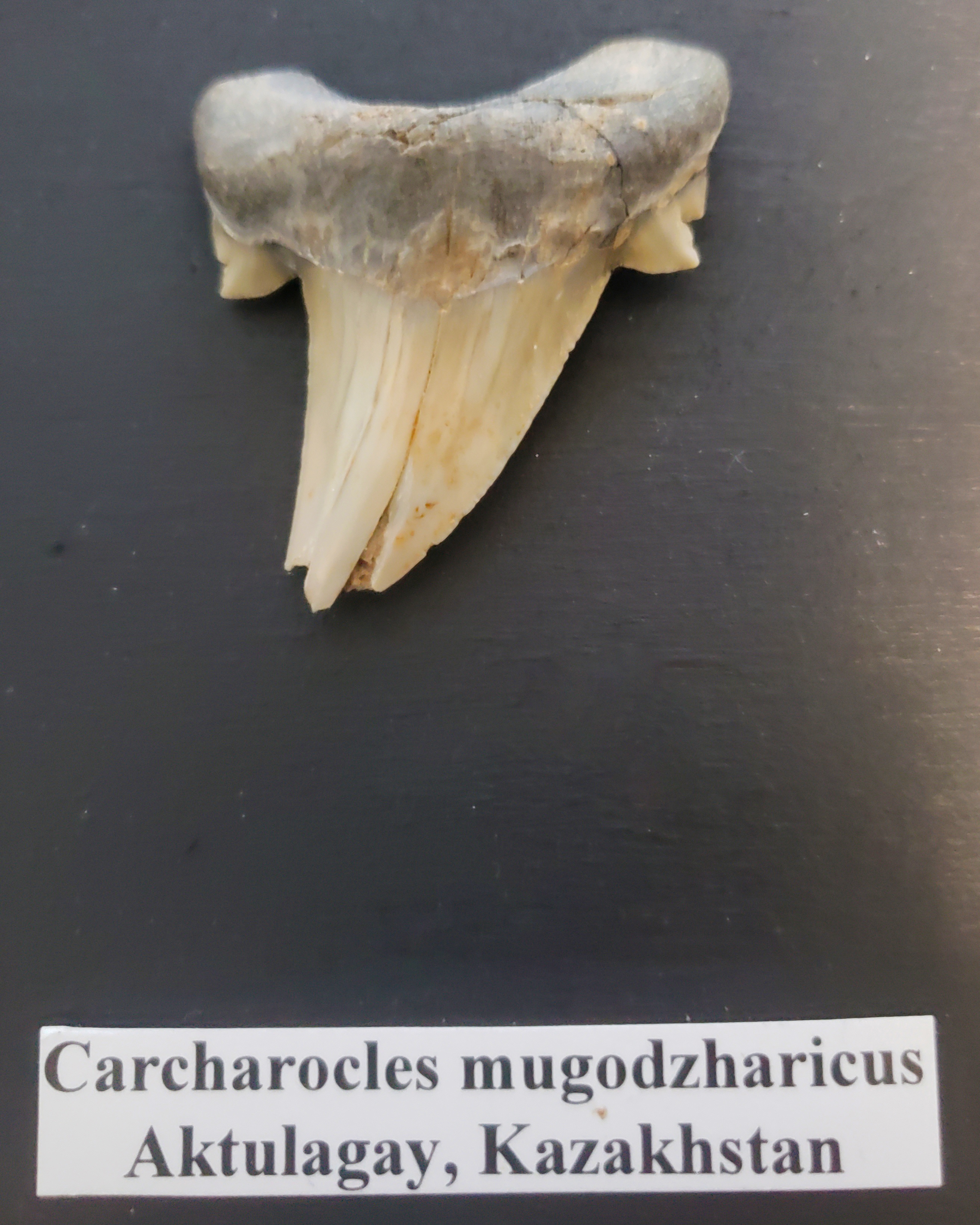 Megalodon Evolutionary Set - Member Collections - The Fossil Forum