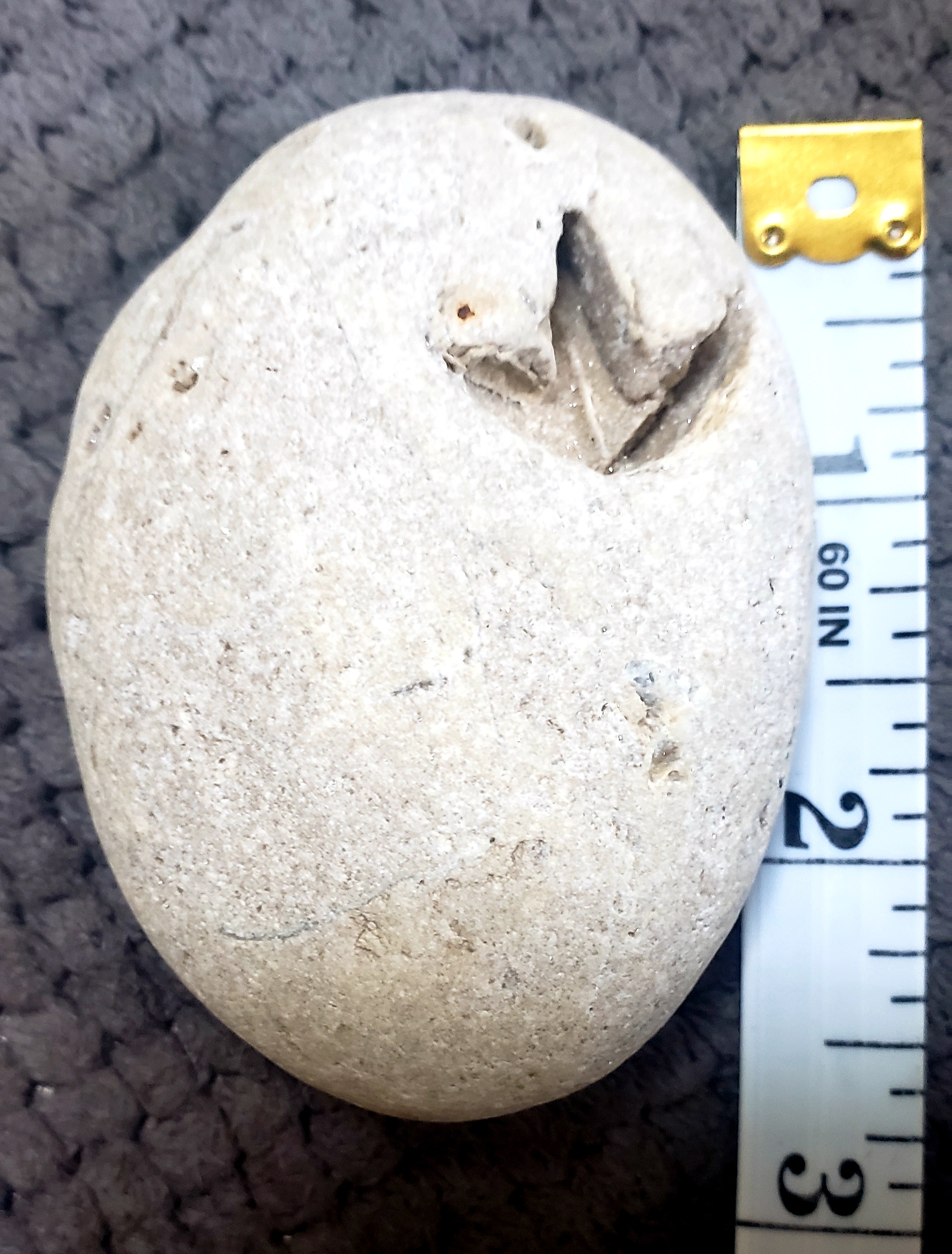 What's this cool fossil? - Fossil ID - The Fossil Forum