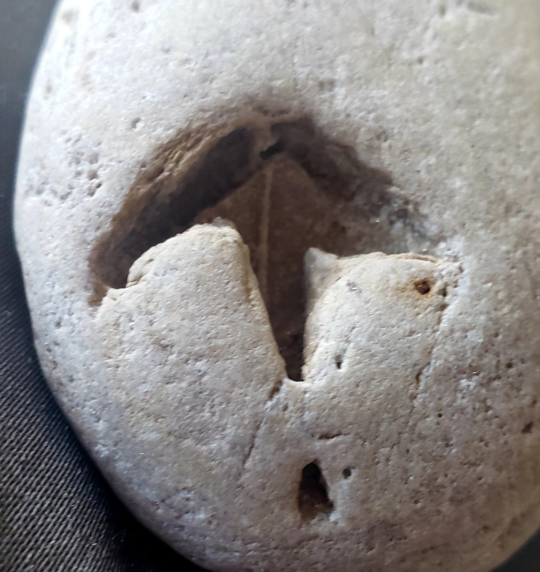 What's this cool fossil? - Fossil ID - The Fossil Forum