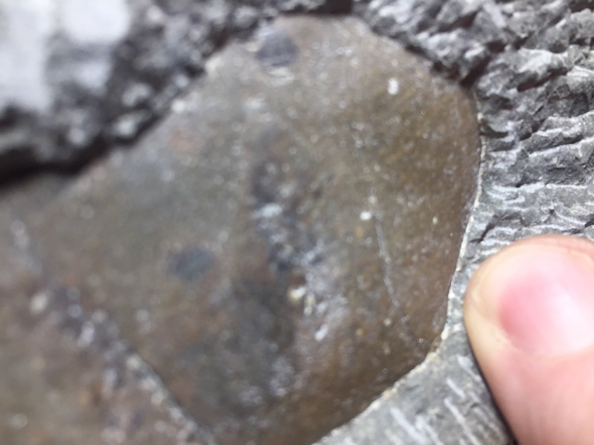 My biggest Tumido crab yet! - Fossil Preparation - The Fossil Forum