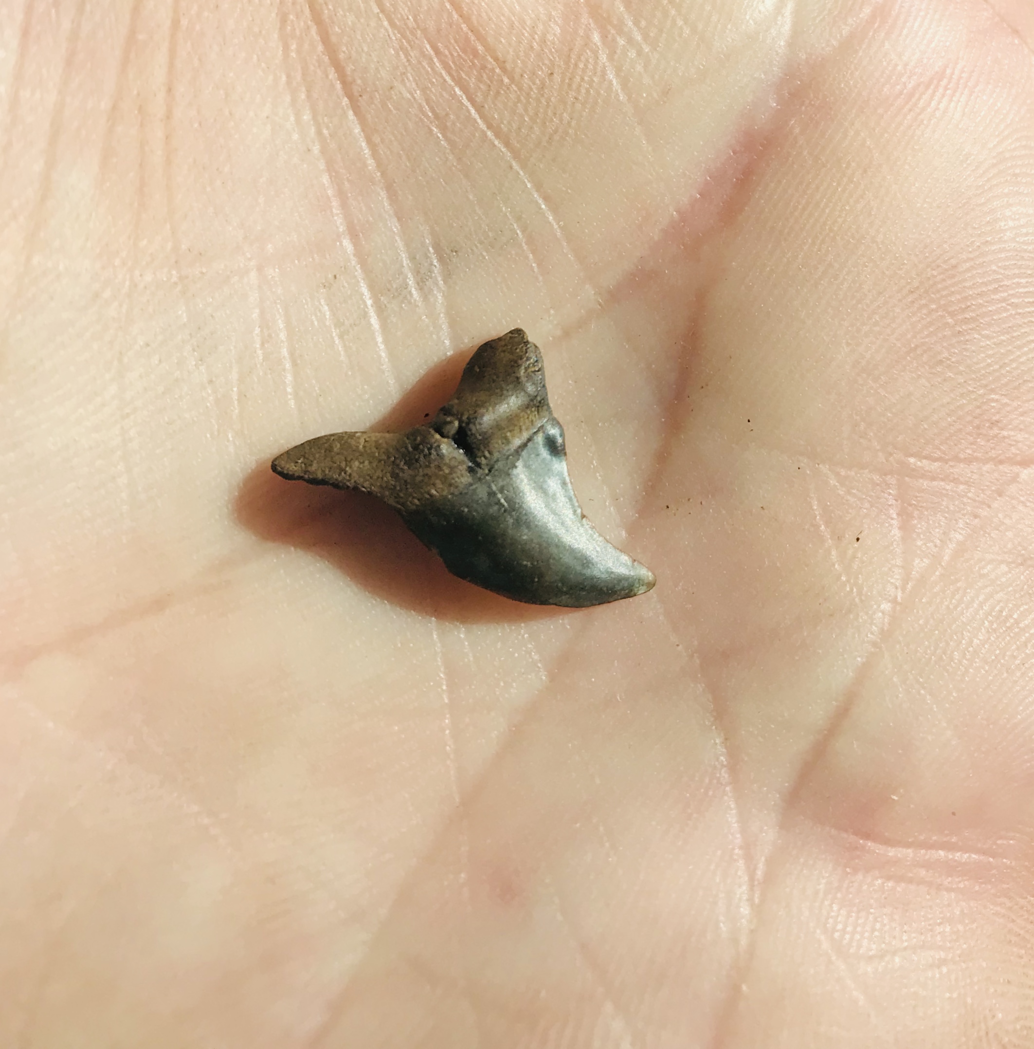 Nj Cretaceous pathological Tooth id - Fossil ID - The Fossil Forum