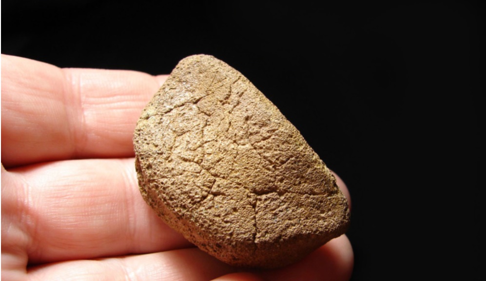 Theropod "finger bone" - Fossil ID - The Fossil Forum