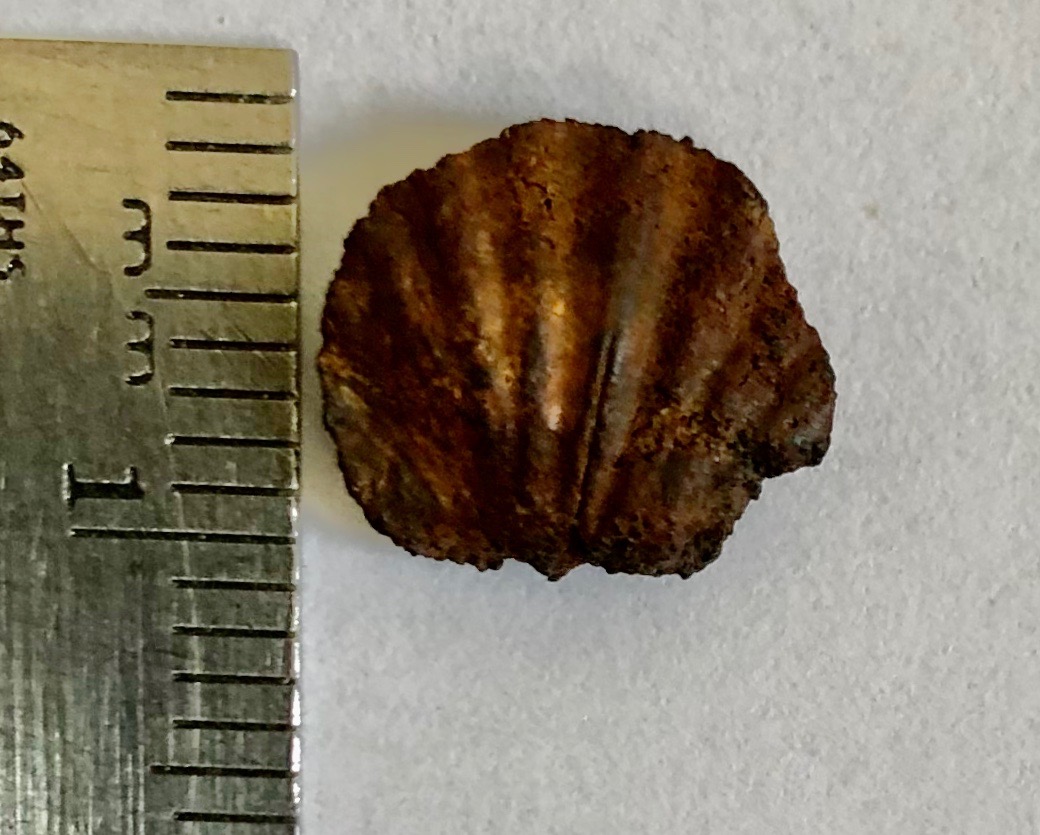 Small clam - Fossil ID - The Fossil Forum