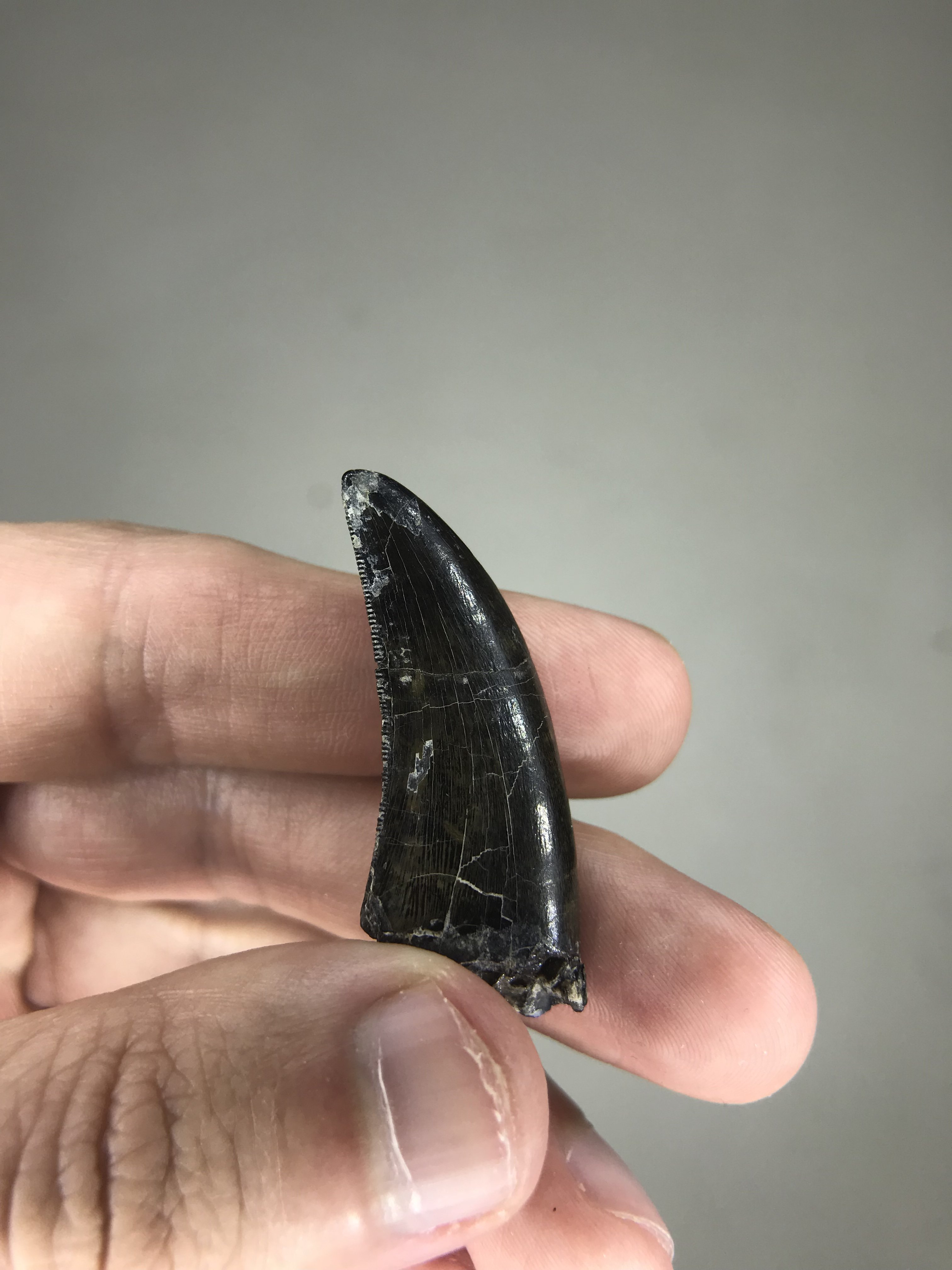 Dino teeth? - Fossil ID - The Fossil Forum