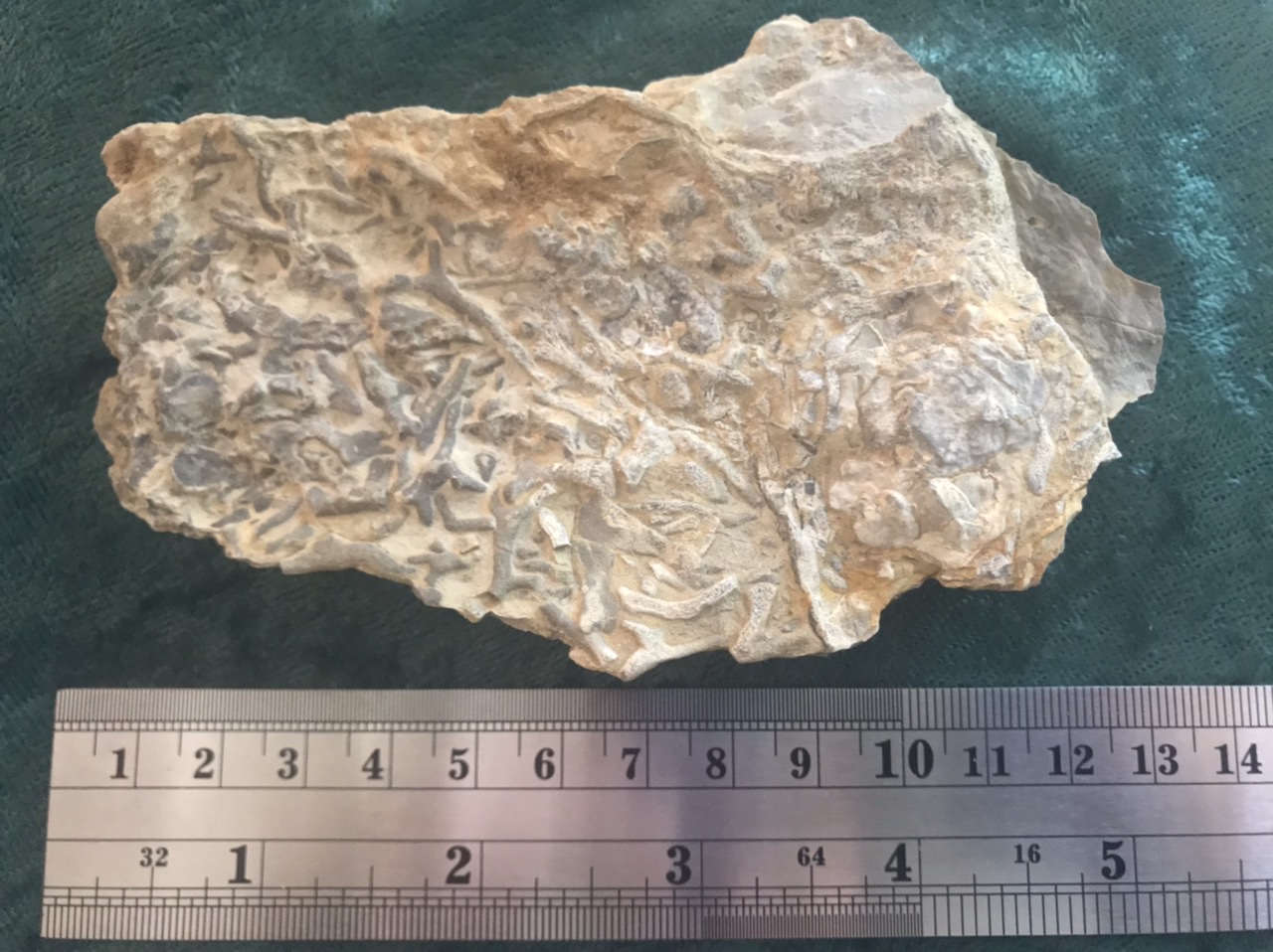 Eastern TN thalassinoides (fossil burrows)? - Fossil ID - The Fossil Forum