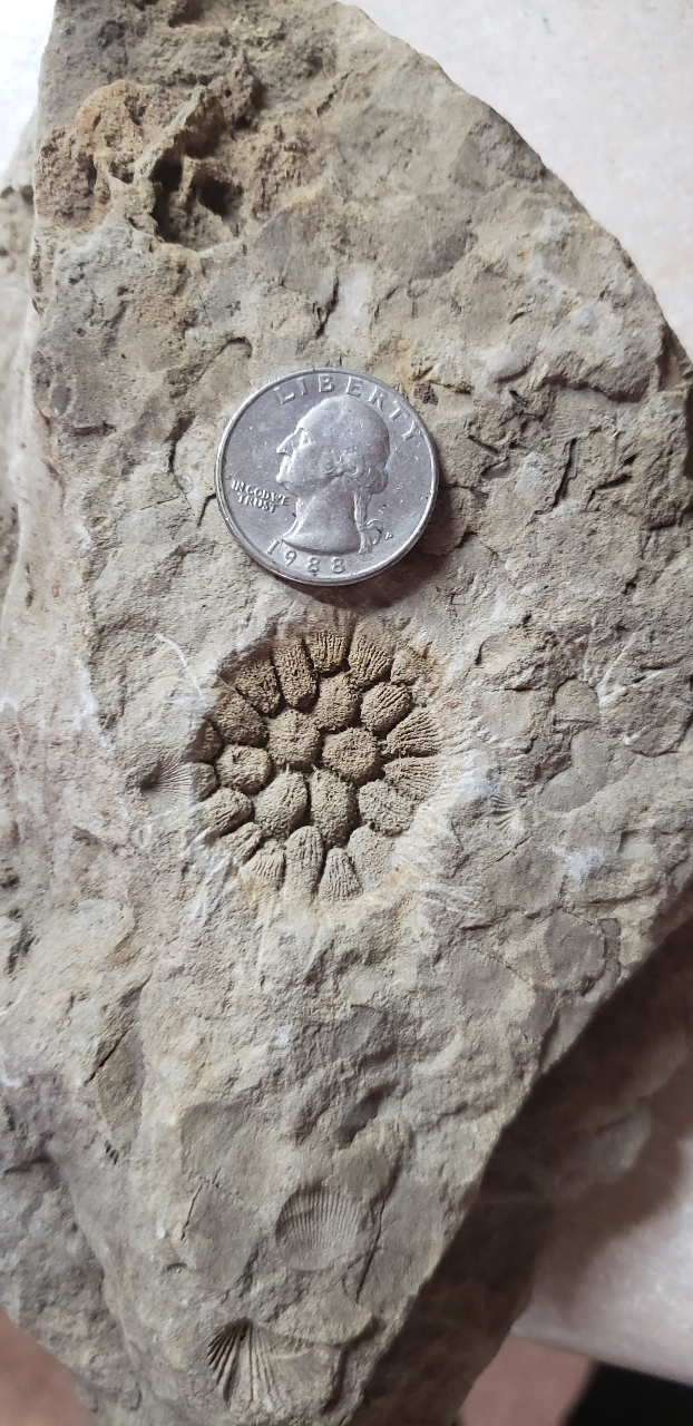 New Jersey fossil - Fossil ID - The Fossil Forum