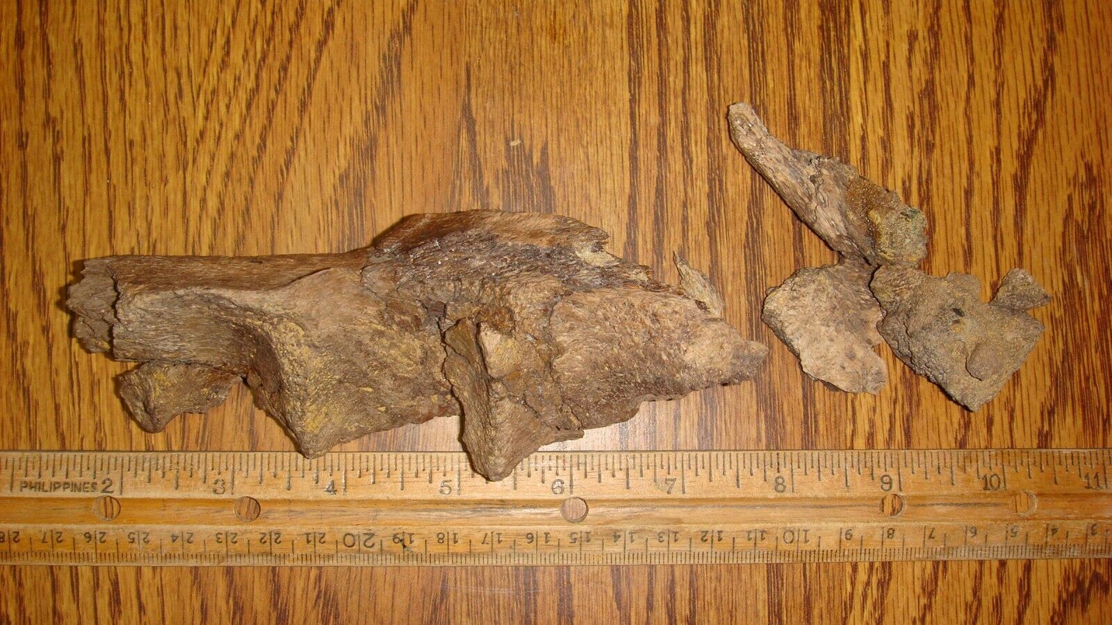 T-Rex Jaw Fragment, with Tooth Grooves! - Fossil ID - The Fossil Forum