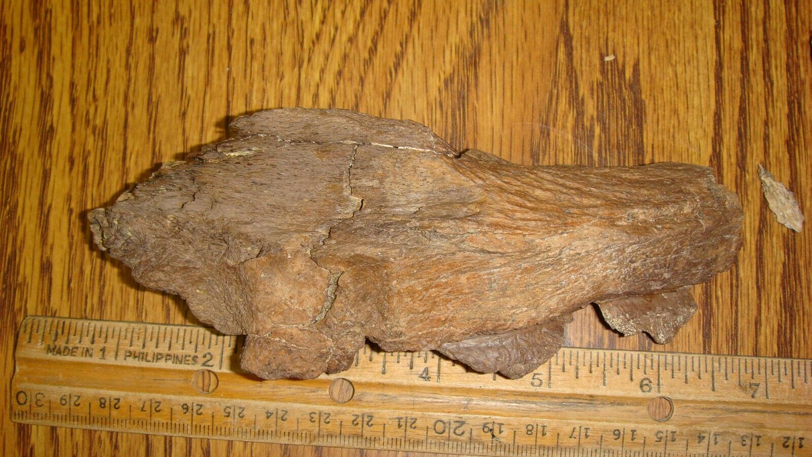 T-Rex Jaw Fragment, with Tooth Grooves! - Fossil ID - The Fossil Forum