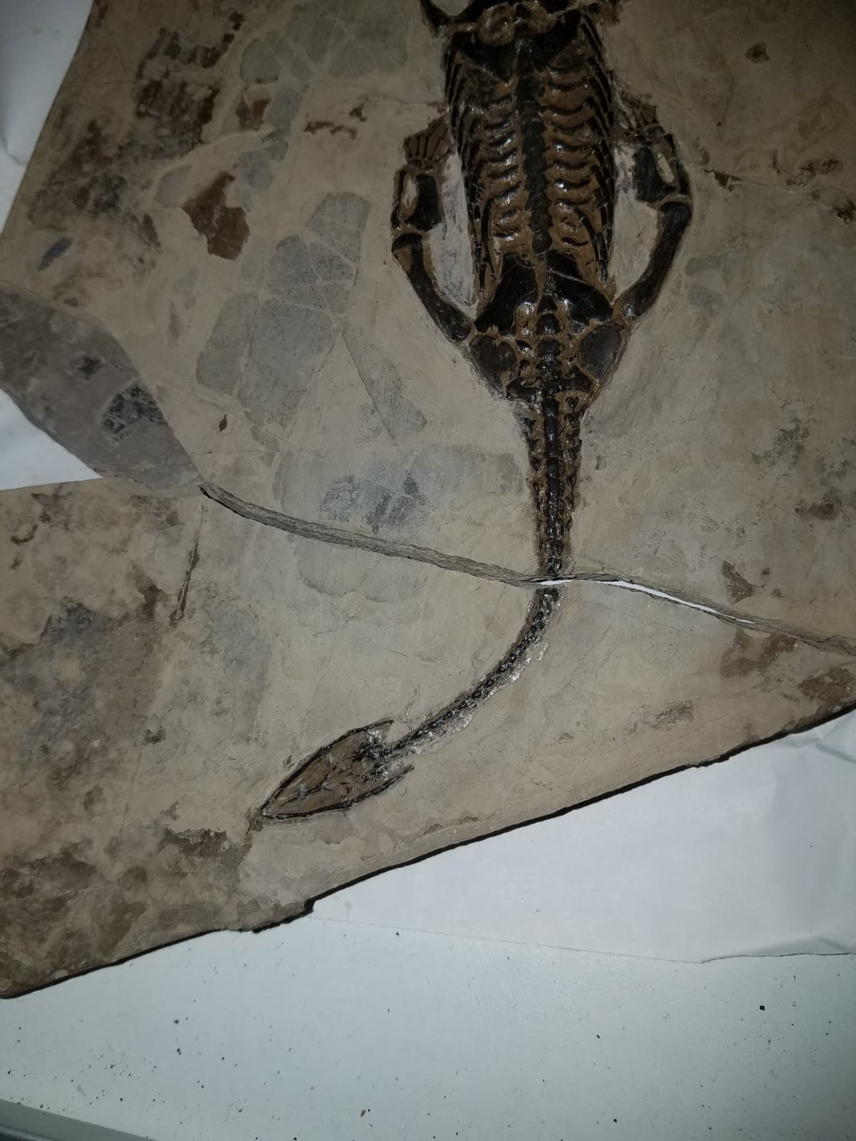 Preserving Fossils - Page 7 - Fossil Preparation - The Fossil Forum