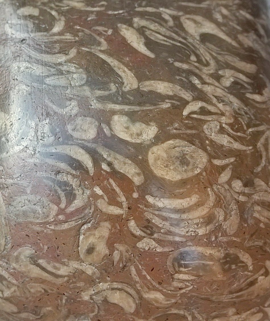 Found on beach at Seaham - Fossil ID - The Fossil Forum