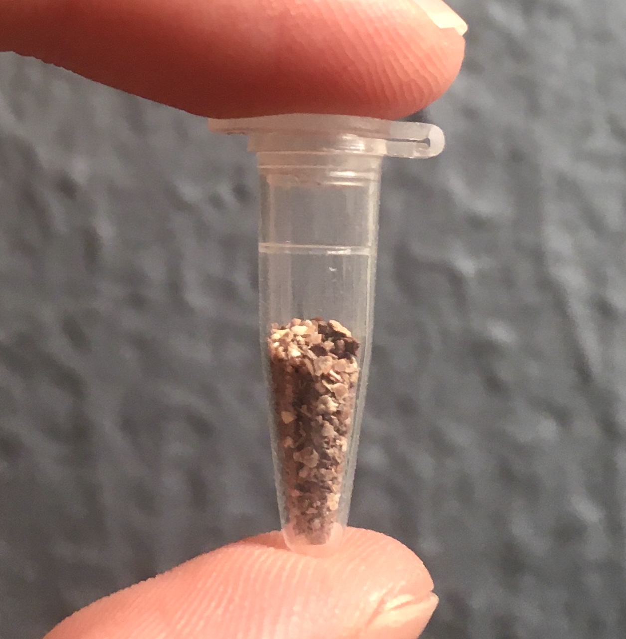 Harding Sandstone Microfossils - Micro-paleontology - The Fossil Forum