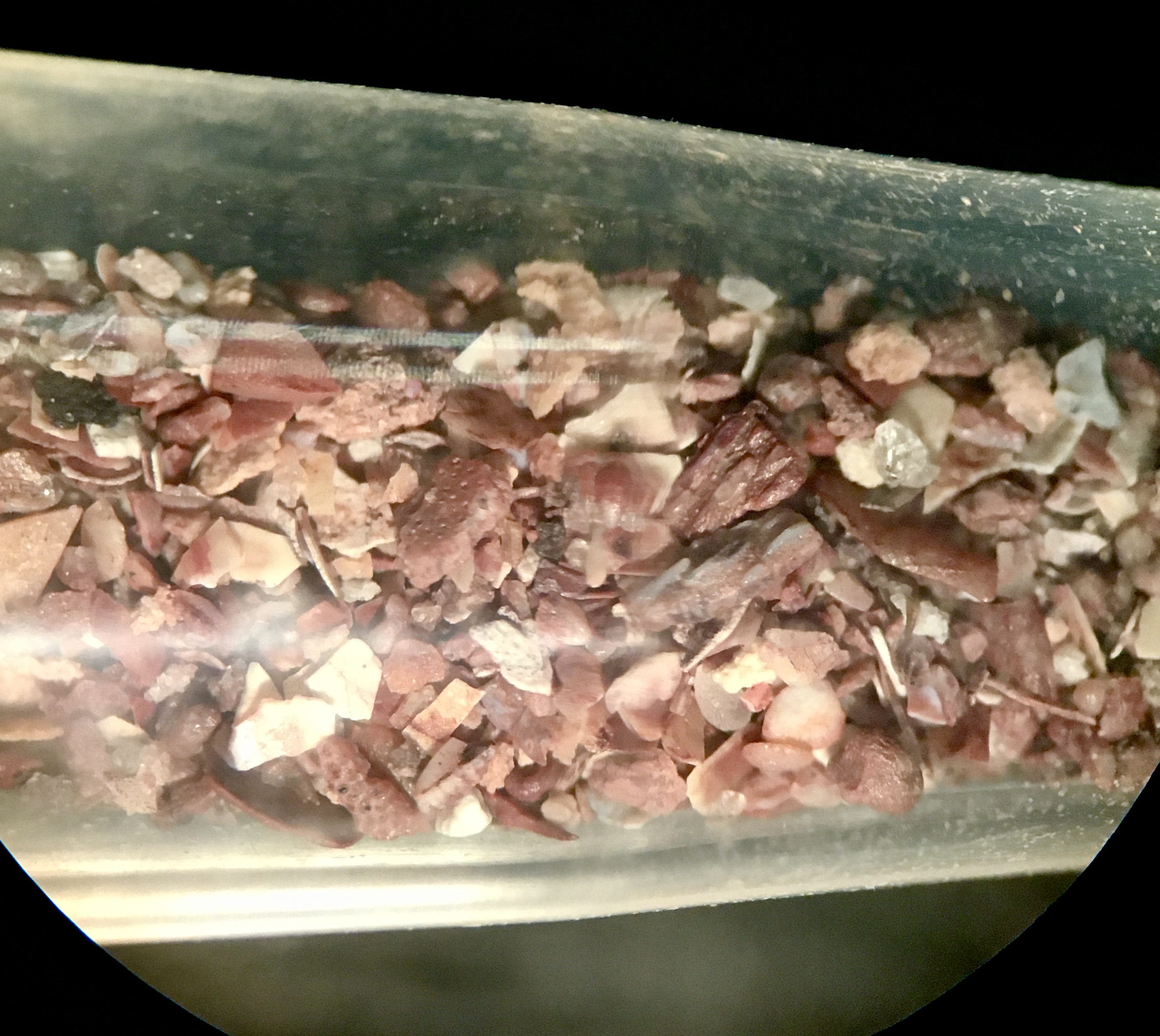 Harding Sandstone Microfossils - Micro-paleontology - The Fossil Forum