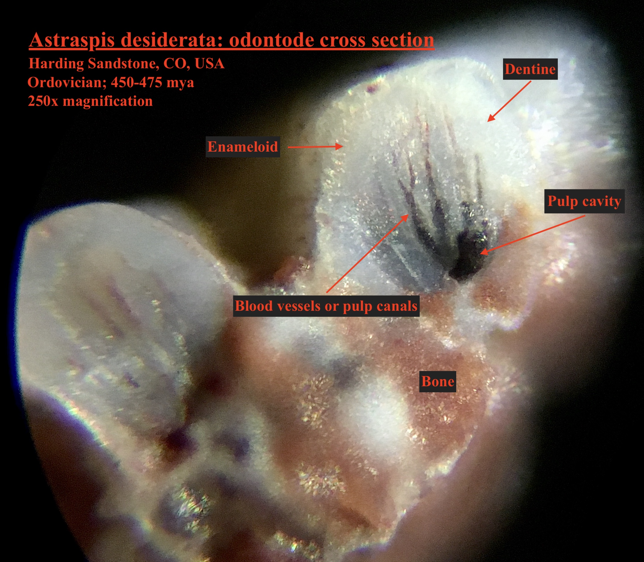 Harding Sandstone Microfossils - Micro-paleontology - The Fossil Forum