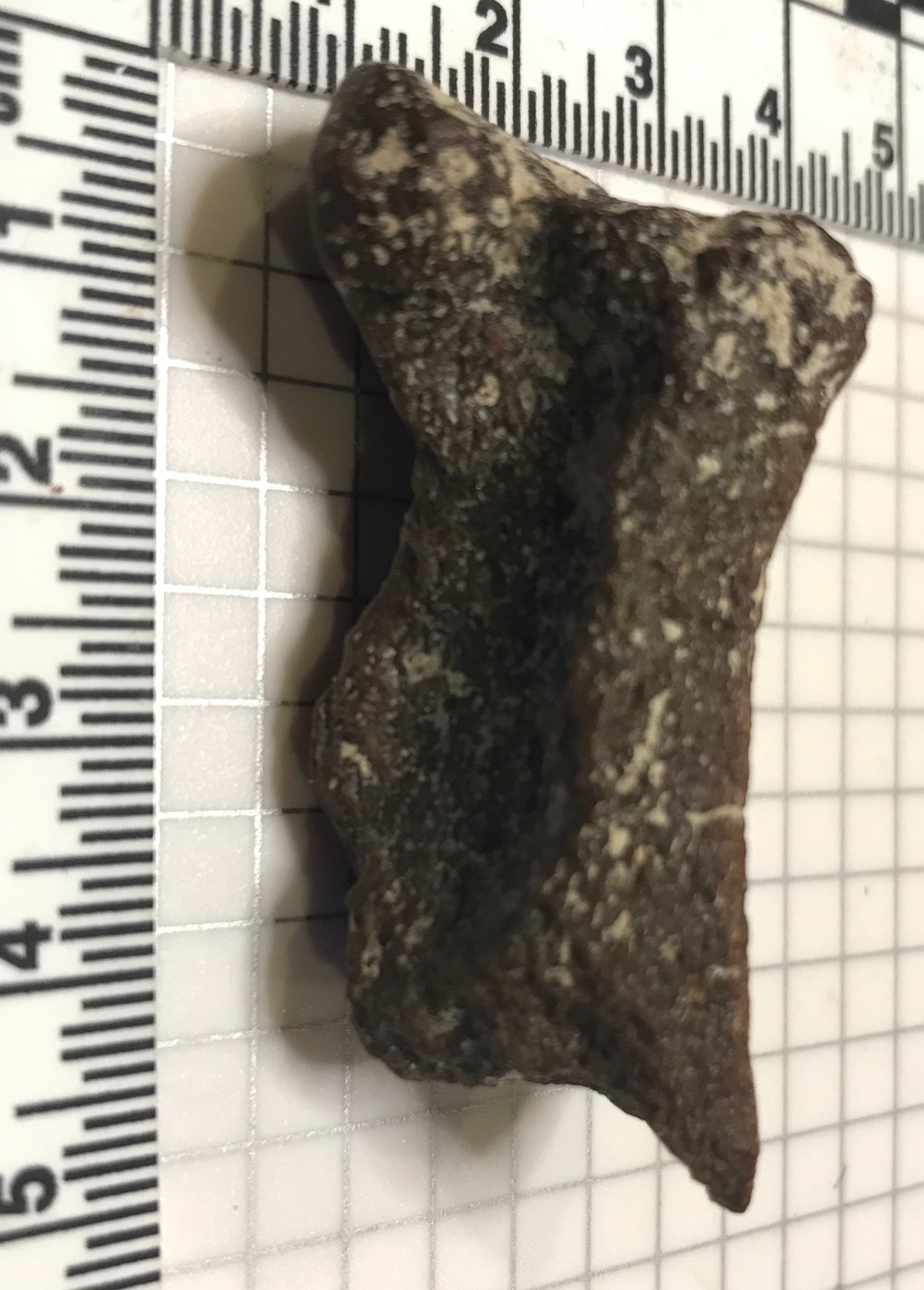 Unknown Florida leg bone - Fossil ID - The Fossil Forum