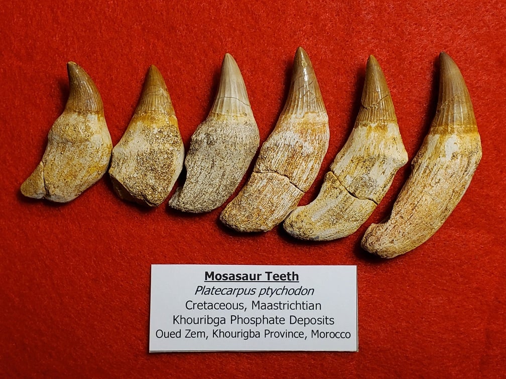 Mosasaur Tooth - Is It Real? How to Recognize Fossil Fabrications - The ...