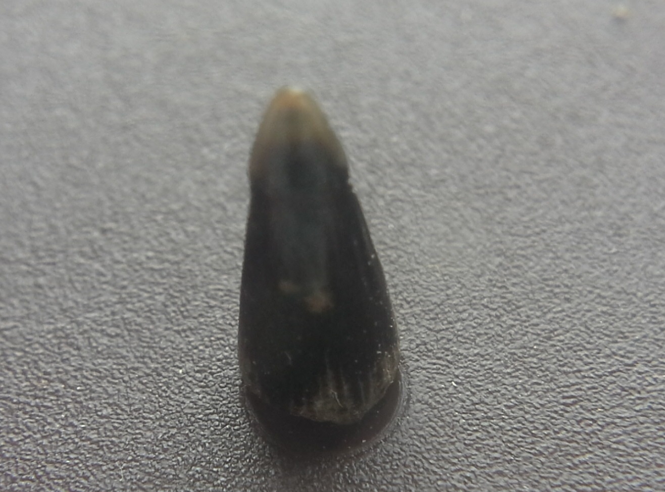 Jurassic fish (?) tooth for ID - Fossil ID - The Fossil Forum