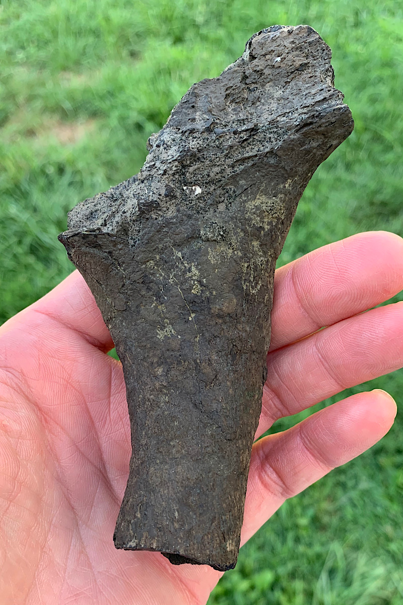 Reptile leg bone ID - Fossil ID - The Fossil Forum