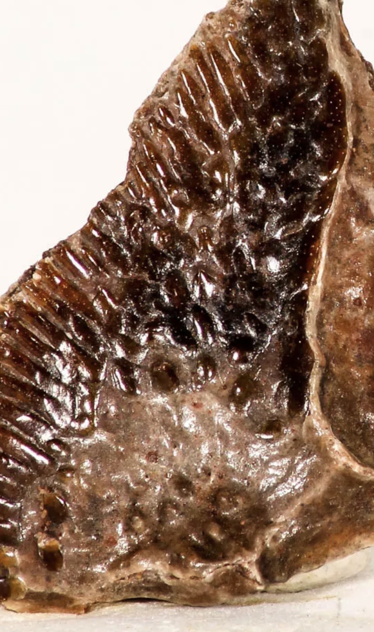 Fish scales? - Fossil ID - The Fossil Forum