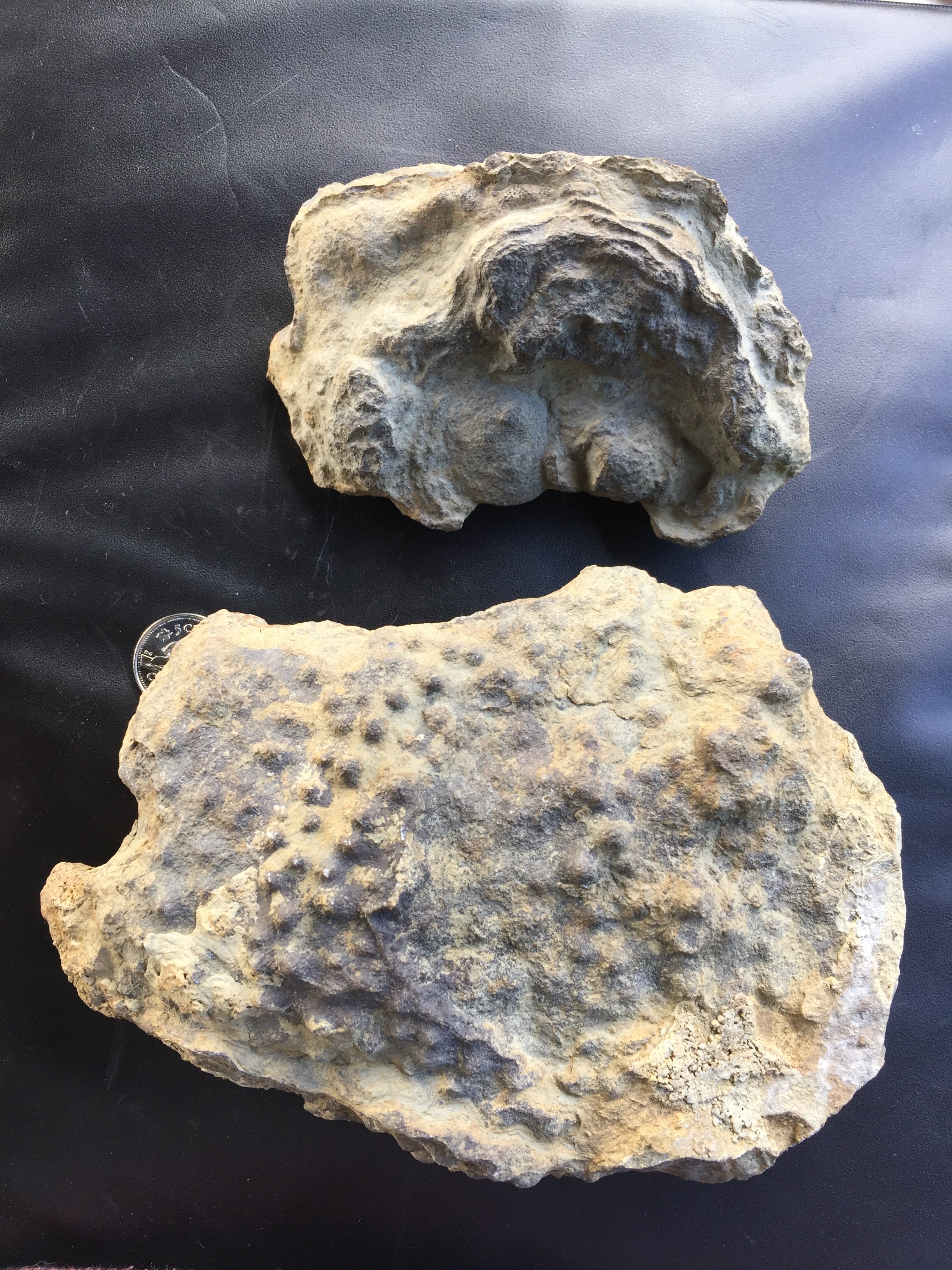 Differentiating Ordovician Stromatoporoids? - Questions & Answers - The ...