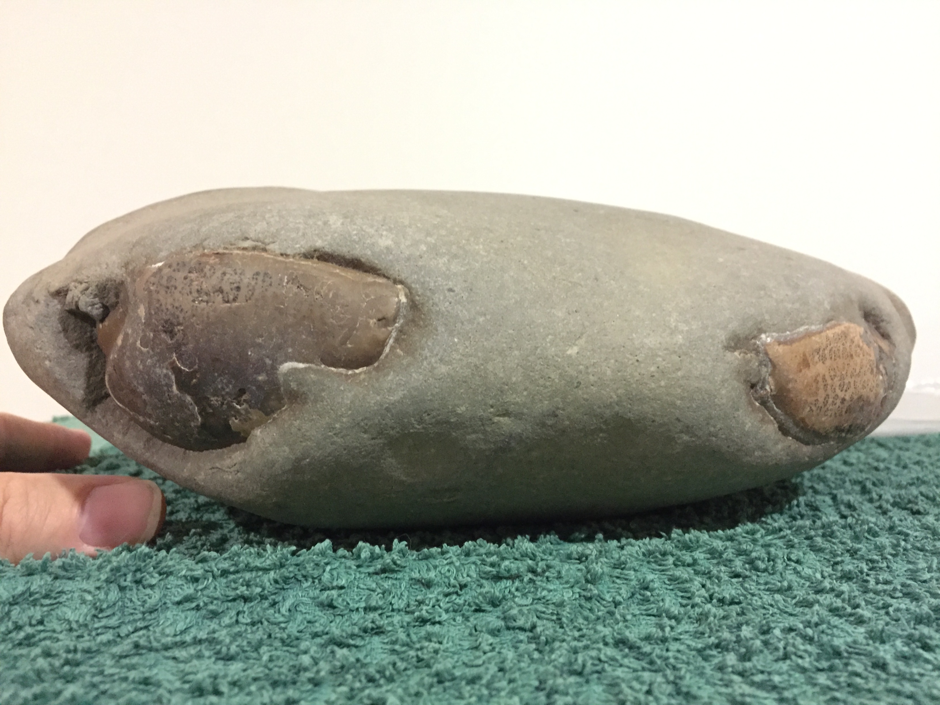 My biggest Tumido crab yet! - Fossil Preparation - The Fossil Forum