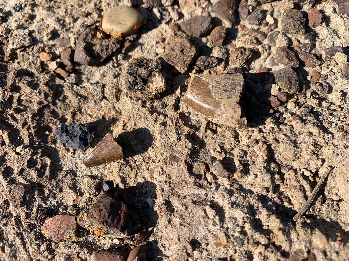 MusicnFossils’ Living Room - Member Collections - The Fossil Forum