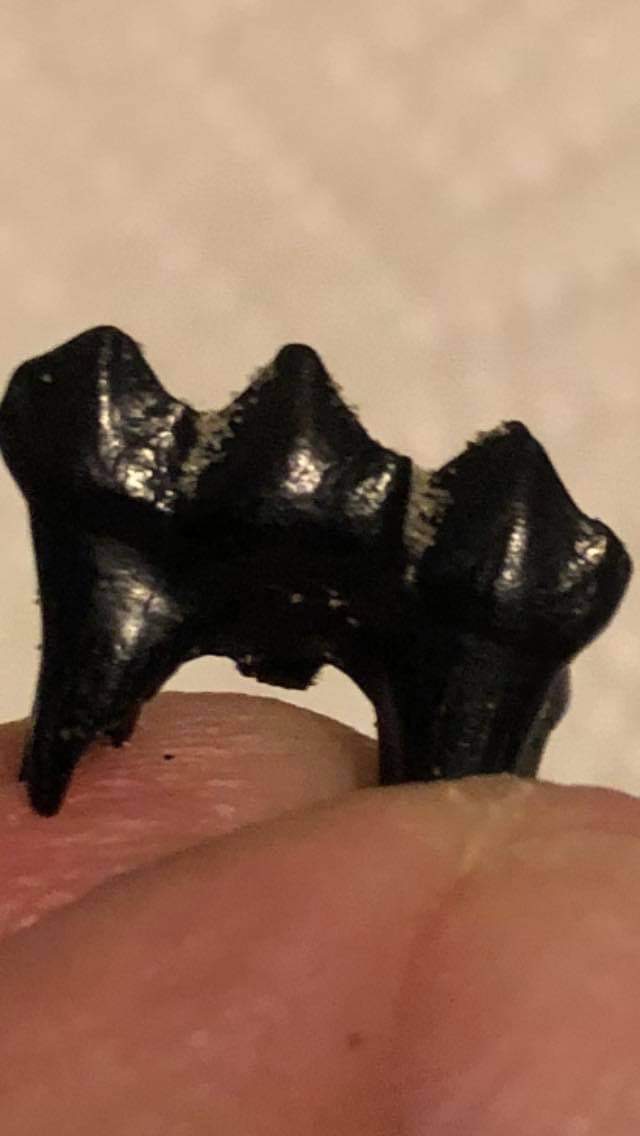 Pleistocene Texas Mammal tooth - Fossil ID - The Fossil Forum