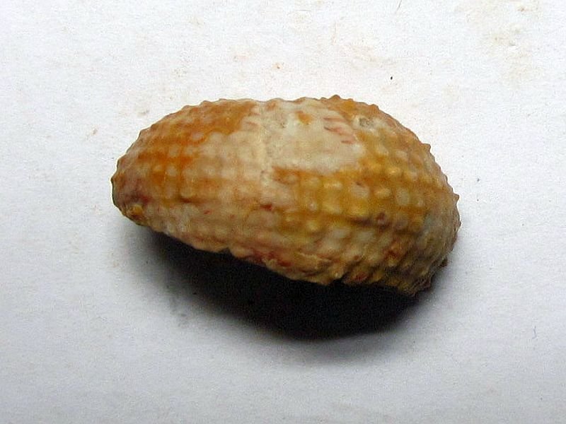Trachysagenites eximius - Ammonoids - The Fossil Forum