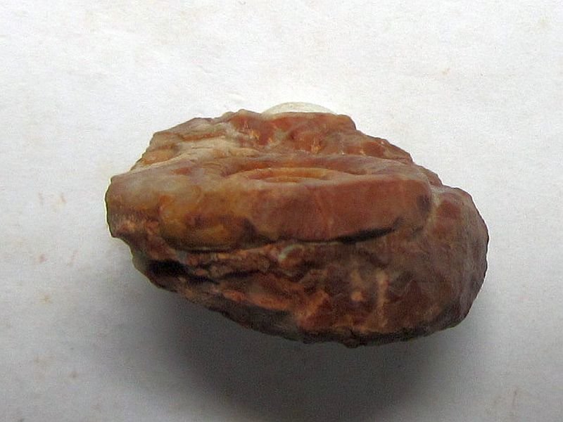 Celtites sp. - Ammonoids - The Fossil Forum