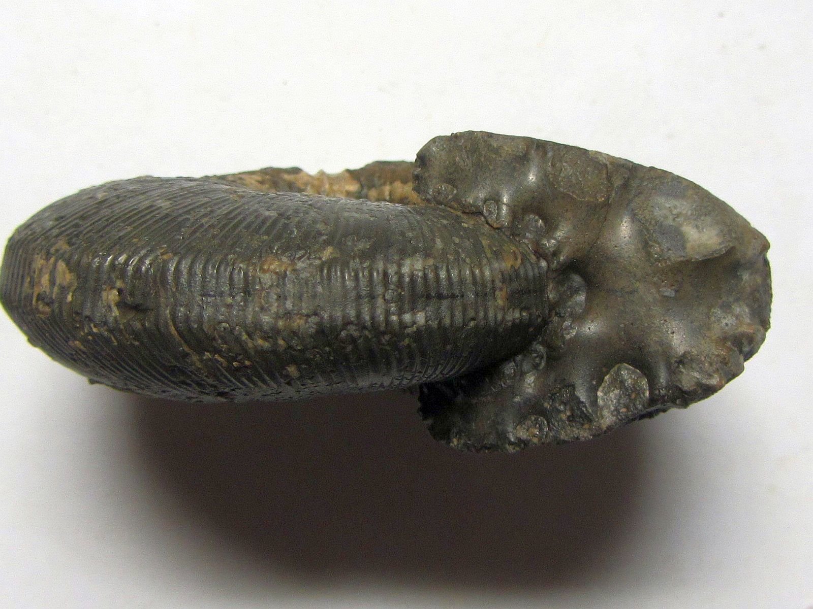 Kepplerites (Gowericeras) toricelli - Ammonoids - The Fossil Forum