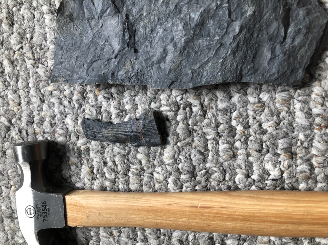 What species of Calamite is this - Fossil ID - The Fossil Forum