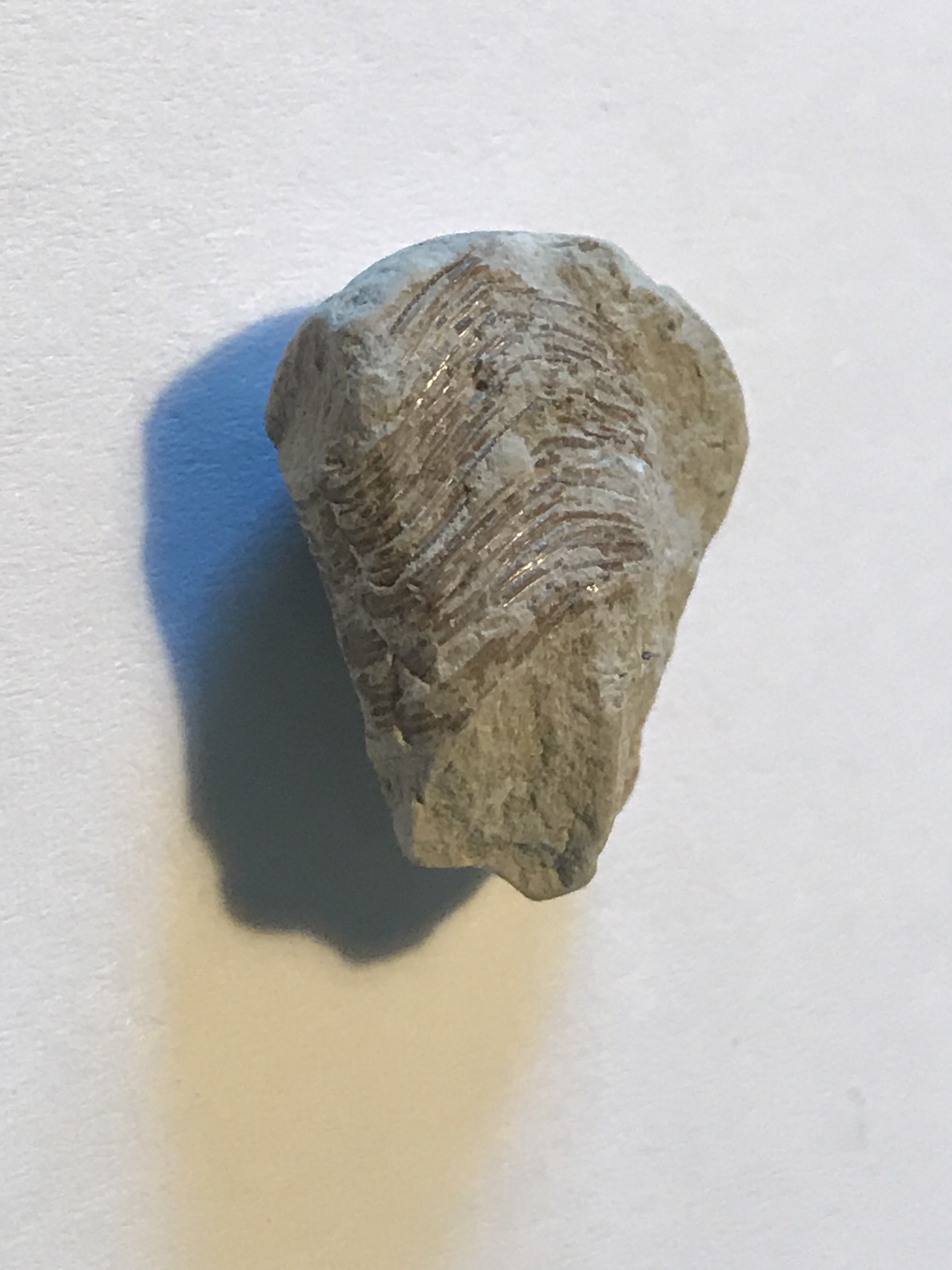 Conularia? - Fossil ID - The Fossil Forum