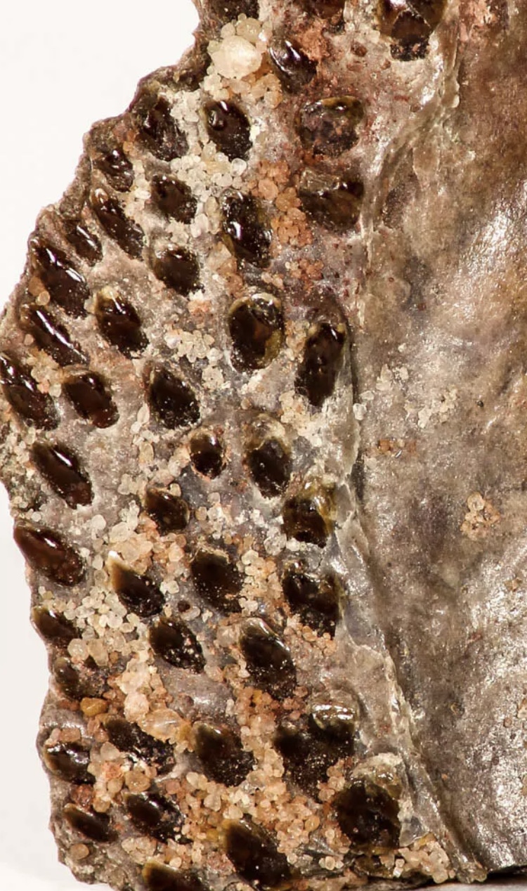 Fish scales? - Fossil ID - The Fossil Forum