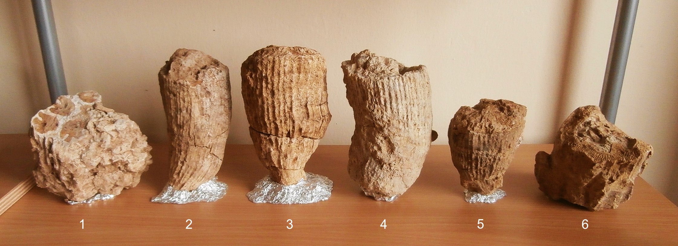 Making a fossil display shelf - Questions & Answers - The Fossil Forum