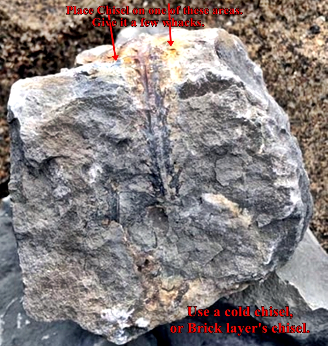 Hi and Help - Fossil ID - The Fossil Forum