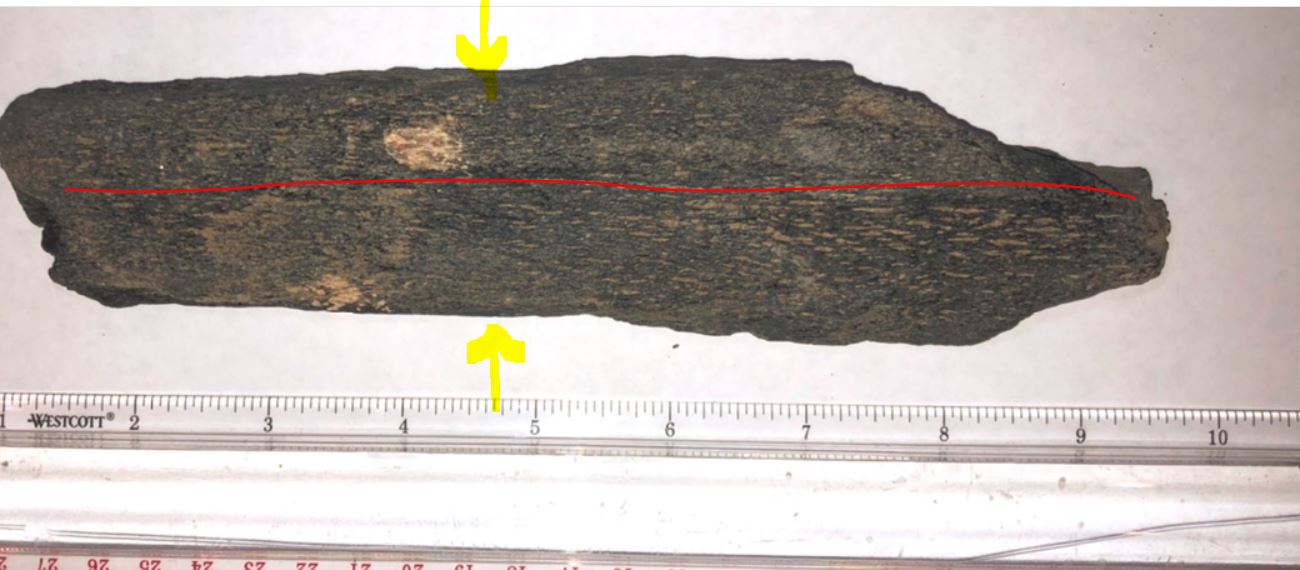 Large Bone Fragment, Maybe Rib Bone? - Fossil ID - The Fossil Forum