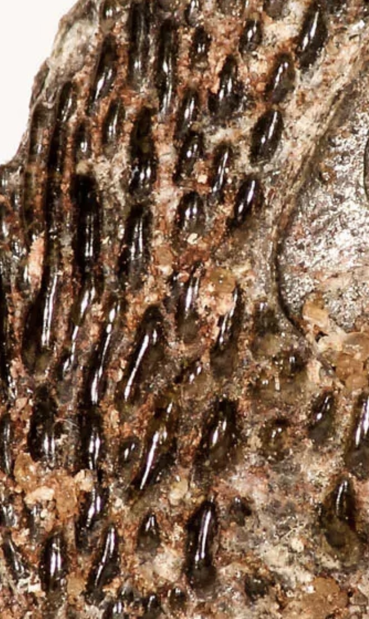 Fish scales? - Fossil ID - The Fossil Forum