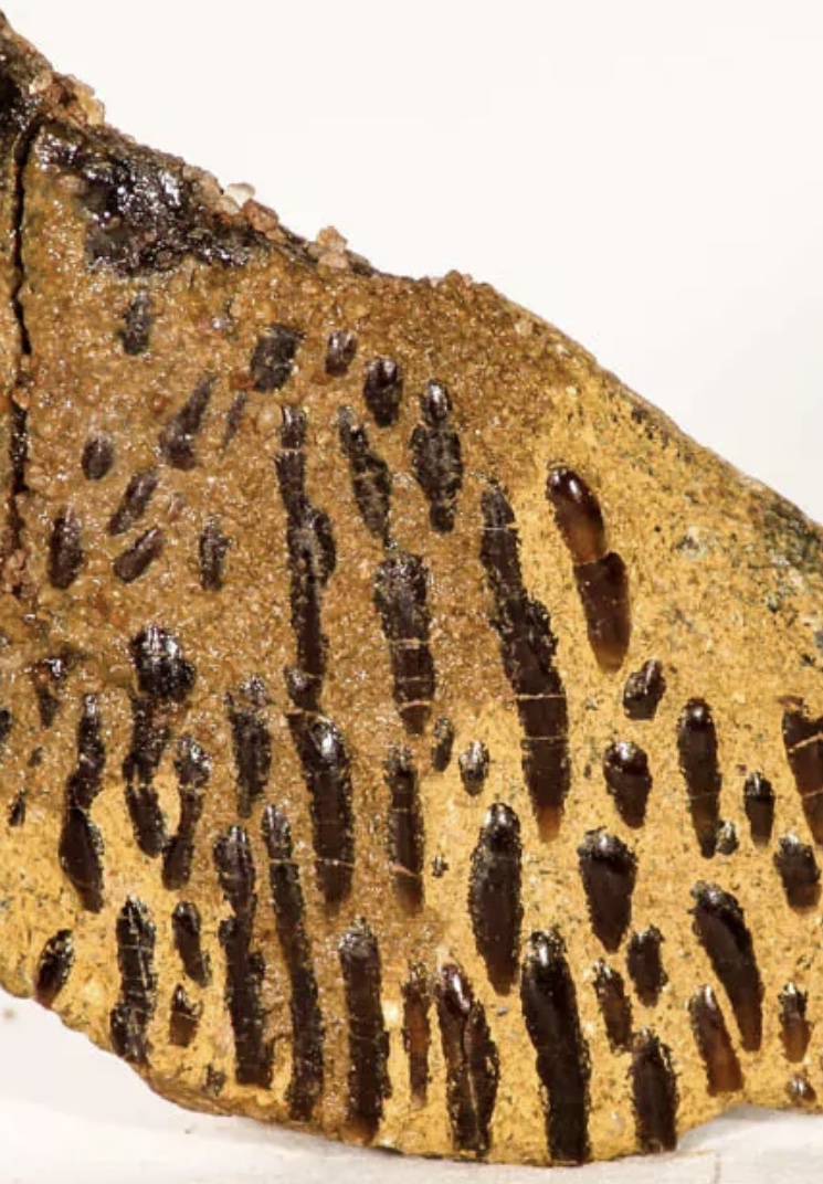 Fish scales? - Fossil ID - The Fossil Forum