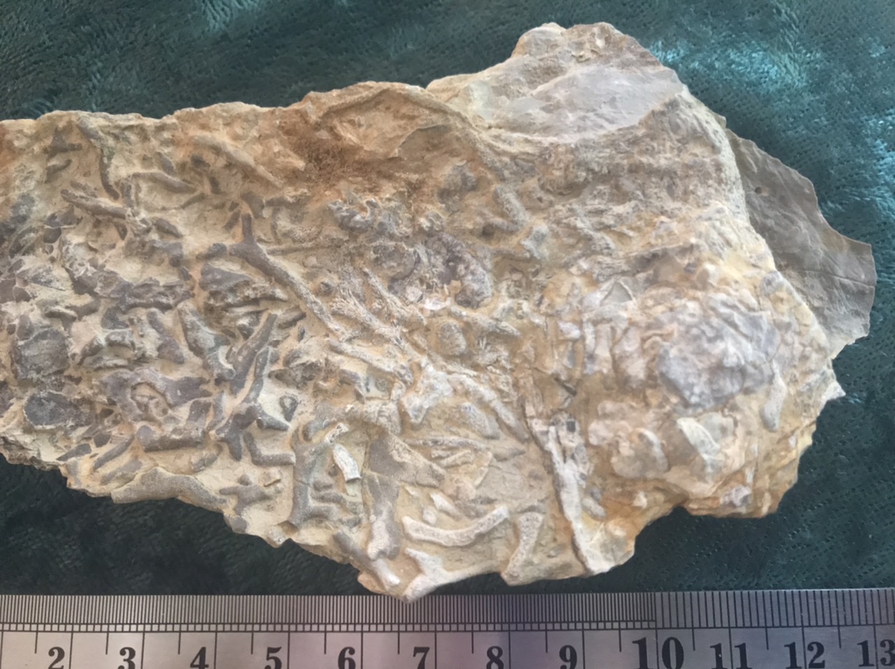 Eastern TN thalassinoides (fossil burrows)? - Fossil ID - The Fossil Forum