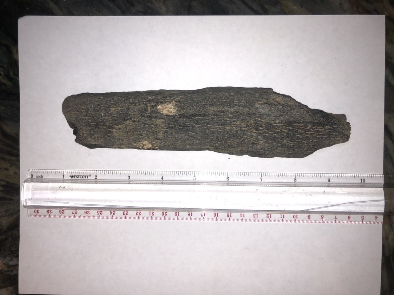 Large Bone Fragment, Maybe Rib Bone? - Fossil ID - The Fossil Forum