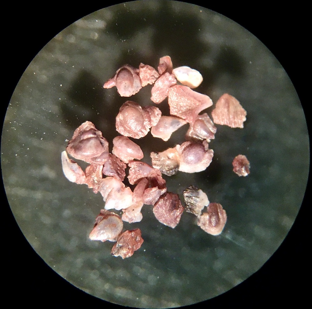 Harding Sandstone Microfossils - Micro-paleontology - The Fossil Forum